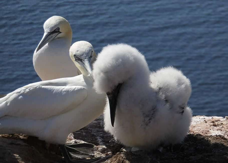 The Guga Hunt: A Traditional Pursuit on the Isle of Lewis - The Decca