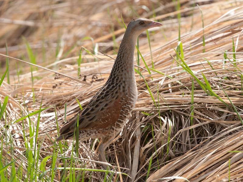 Rediscovering the Enigmatic Corncrakes on the Isle of Lewis, Scotland ...