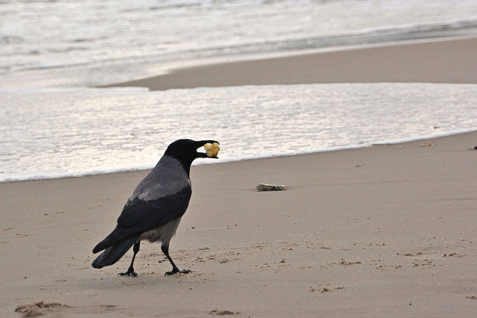 The Isle of Lewis' Cunning Companion: The Hooded Crow - The Decca