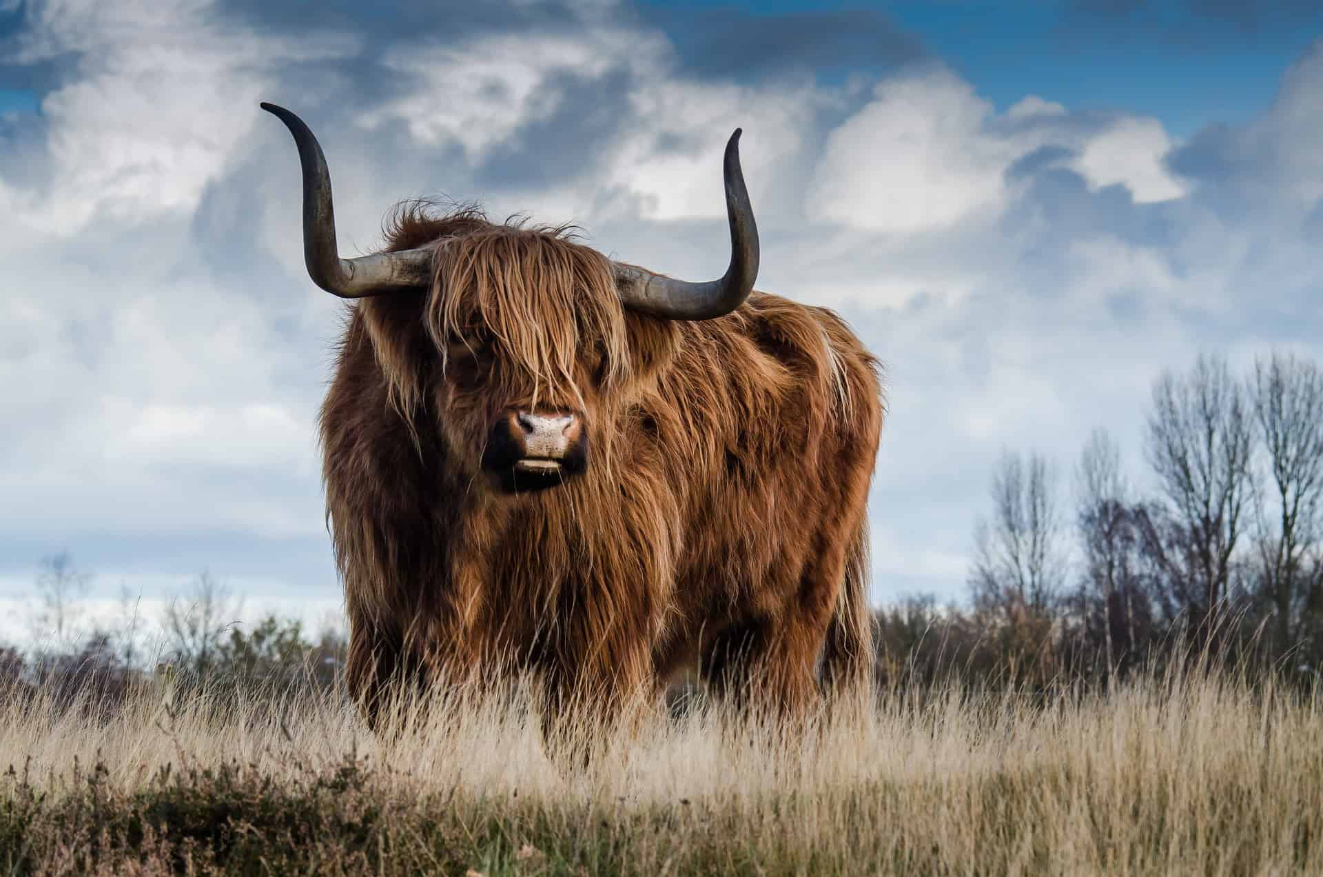 Highland Cow vs. Dairy & Beef Cows: Beyond the Moo - The Decca